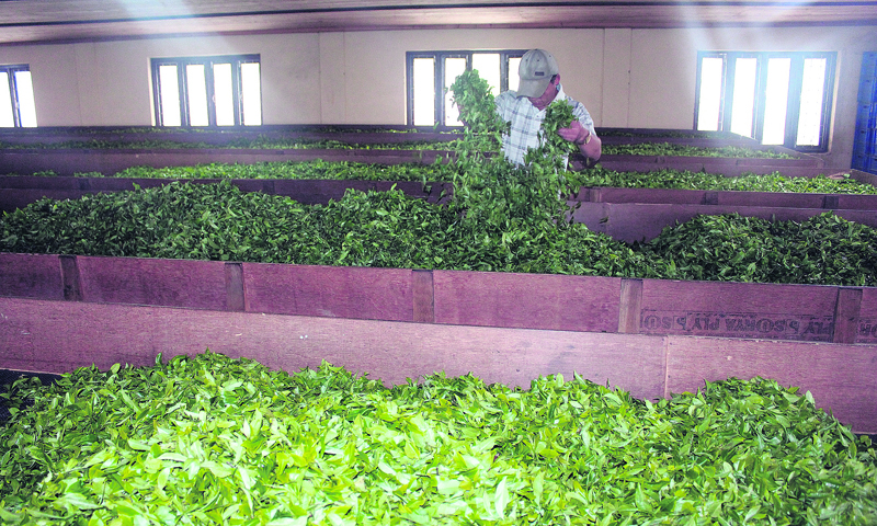 Better yield brings joy to tea estates - myRepublica - The New York ...