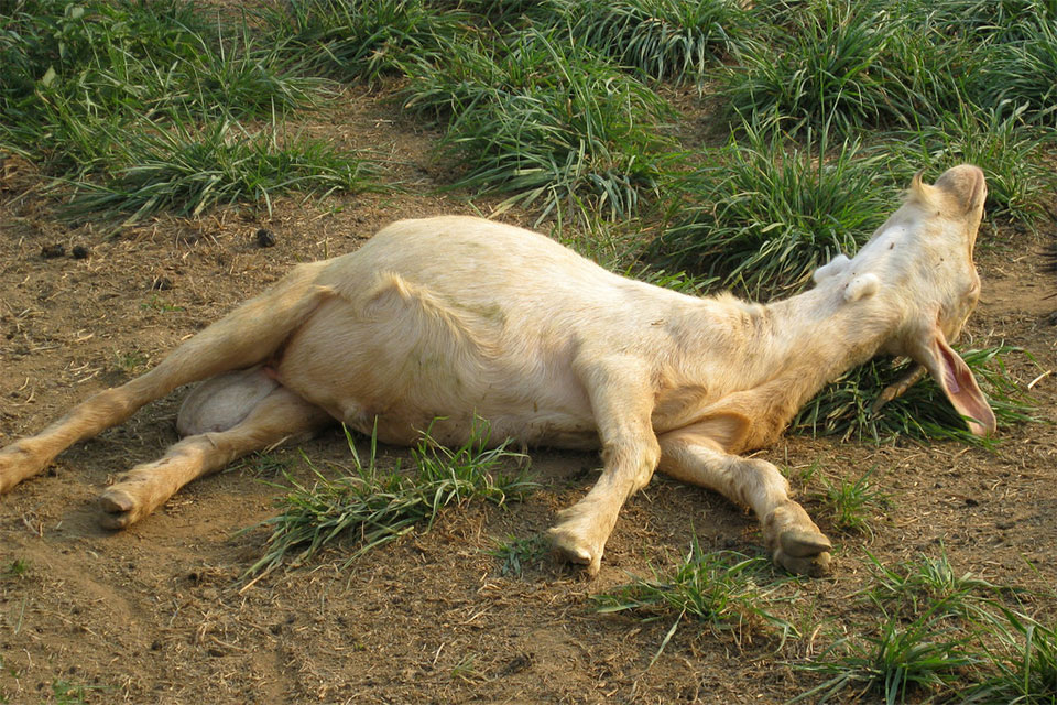 28 dead goats confiscated from Nagdhunga - myRepublica - The New York ...